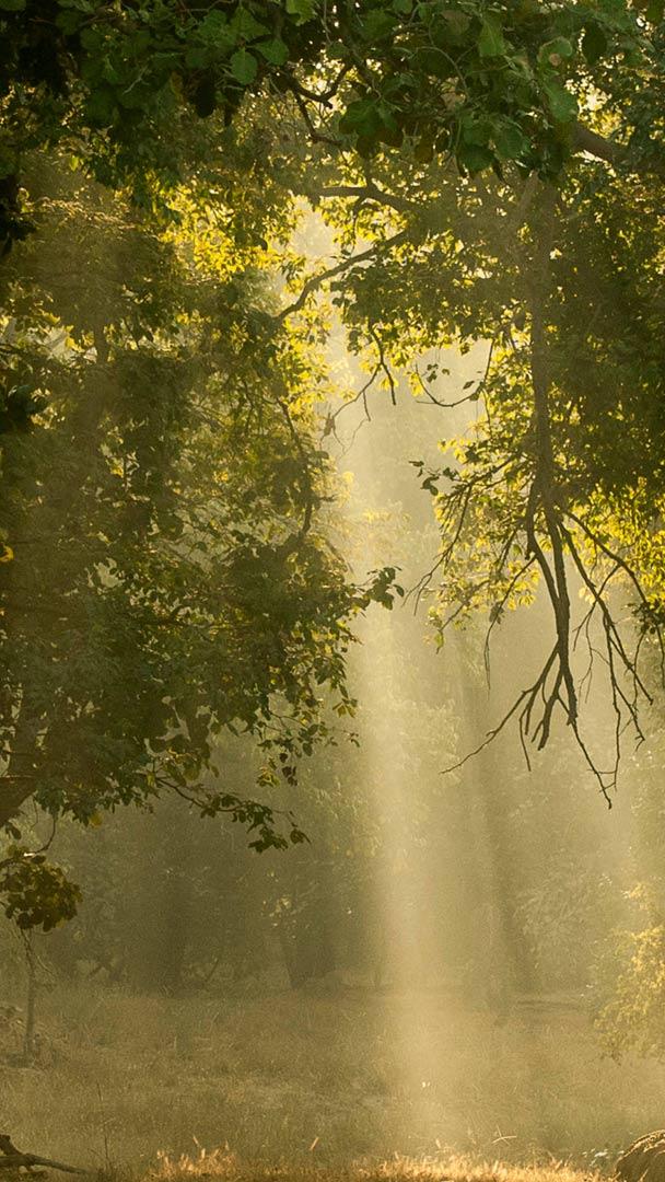 Bing HD Wallpaper : In the spotlight - Bing Wallpaper Gallery