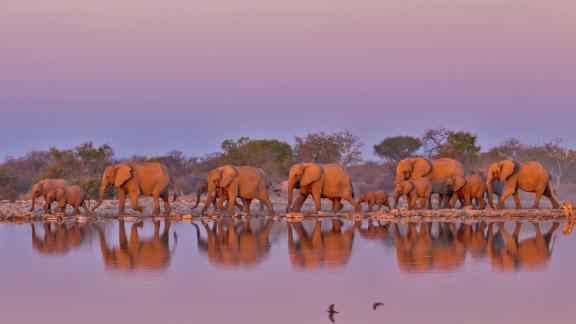 Join the parade for World Elephant Day - Bing Wallpaper Gallery