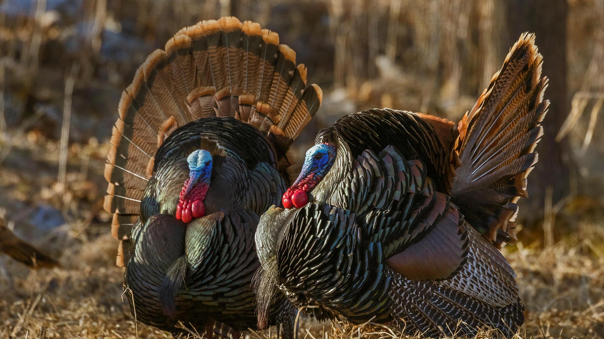 Bing HD Wallpaper Nov 28 2019 Wild Turkeys In Repose Bing Wallpaper Gallery